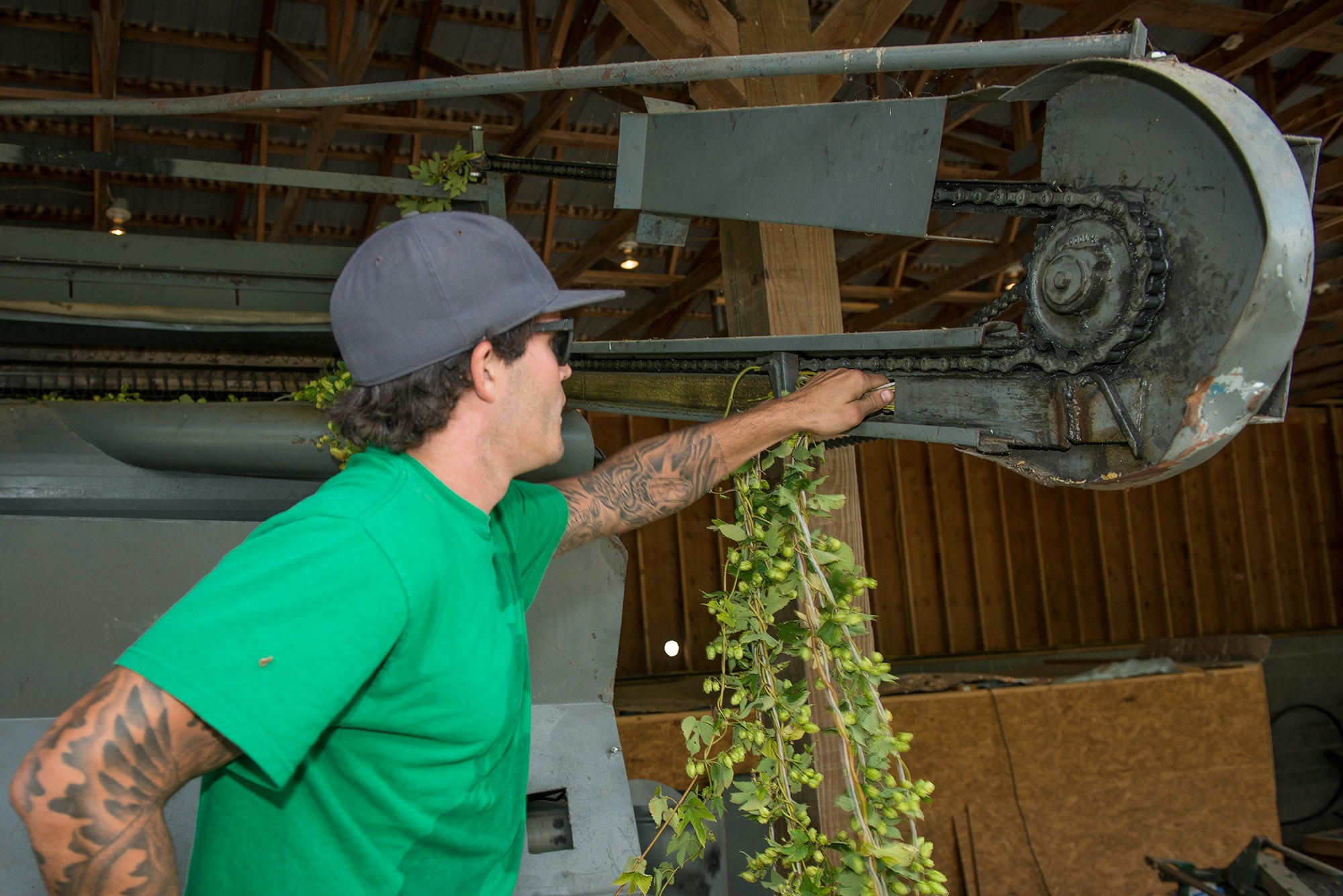 Trellis to Table - Solomon Rose Disrupts American Hops Product ...