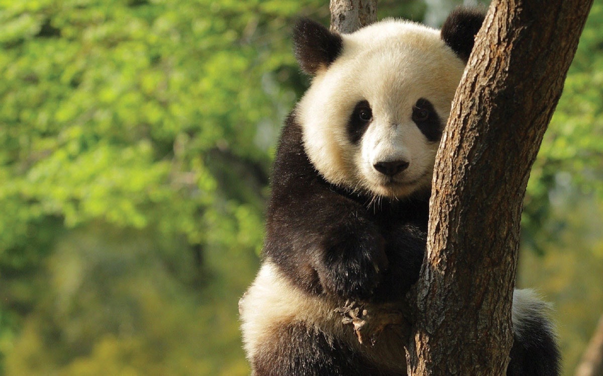 Panda Shortcut for Safari : p/panda-2 | Product Hunt
